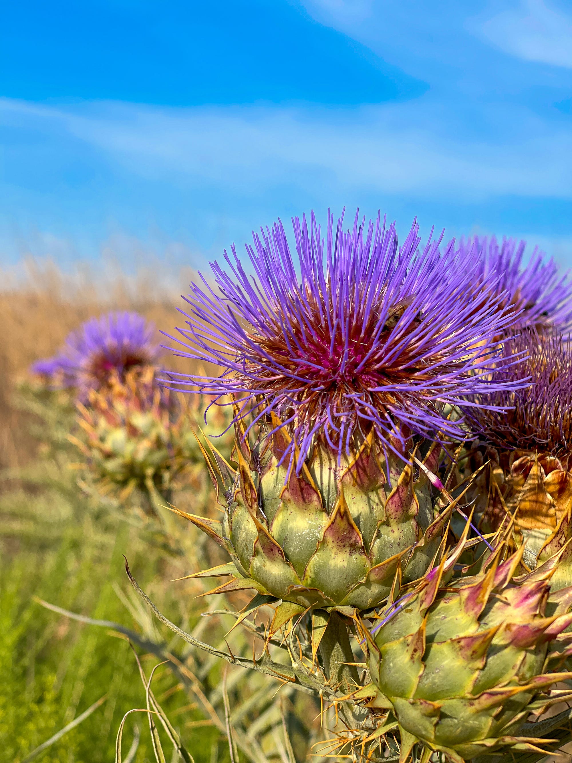 Thistle Flowers
