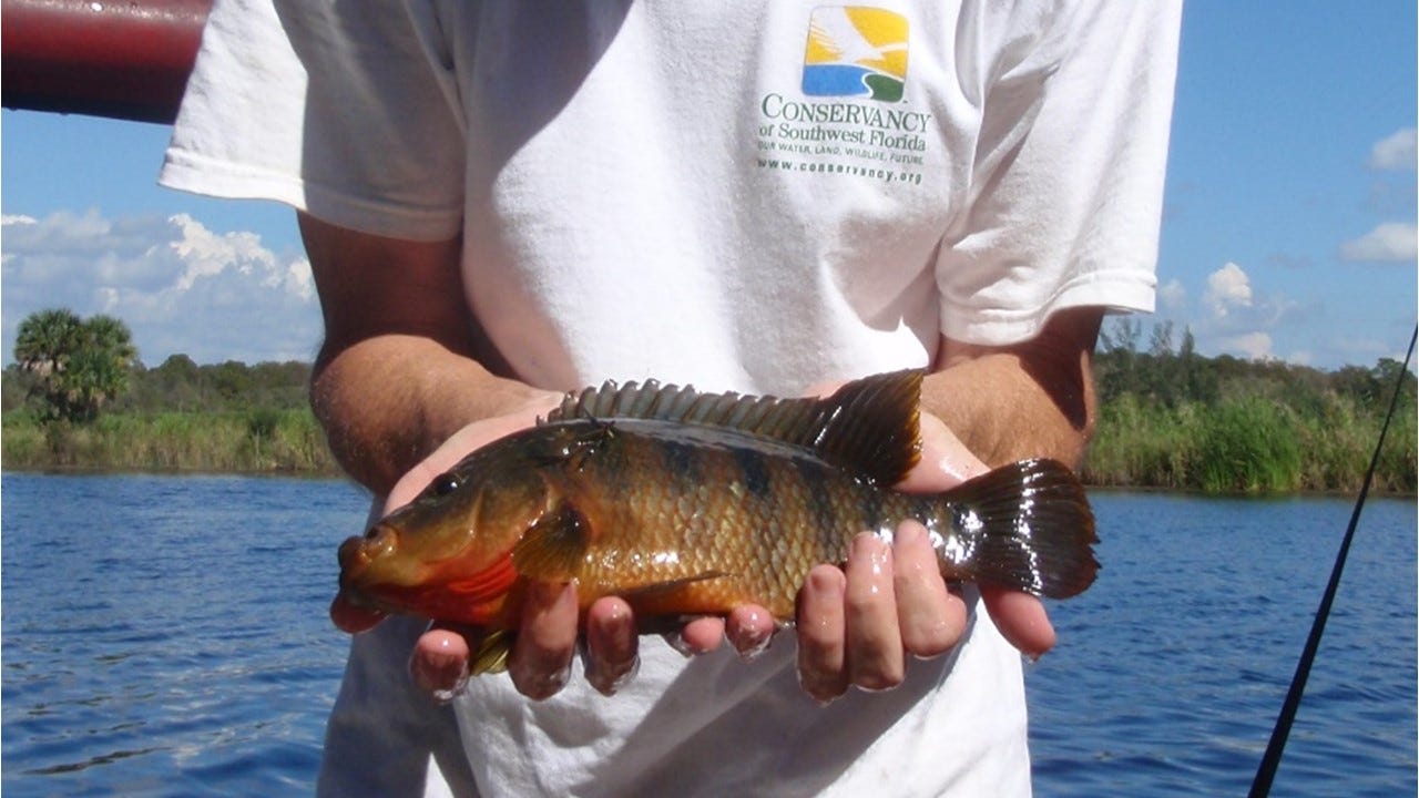 Mayan Cichlid Fishing Florida