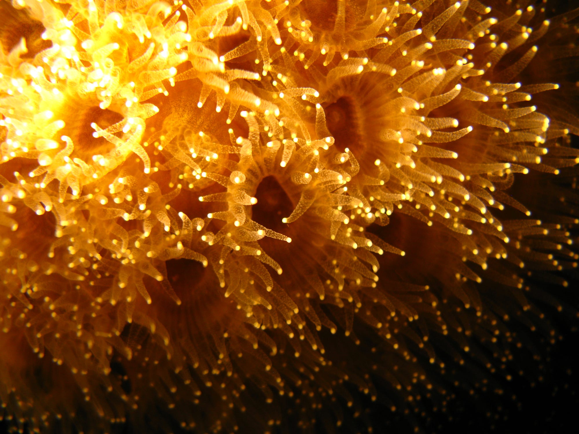 Coral Reef At Night Wallpaper Coral Reefs Wallpapers Hd Widescreen