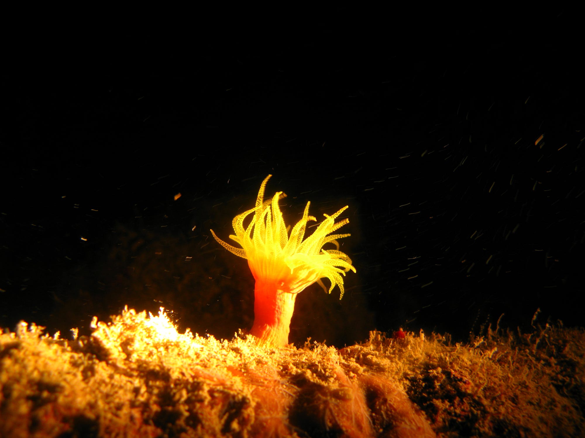 Coral Reef At Night Wallpaper Coral Reefs Wallpapers Hd Widescreen