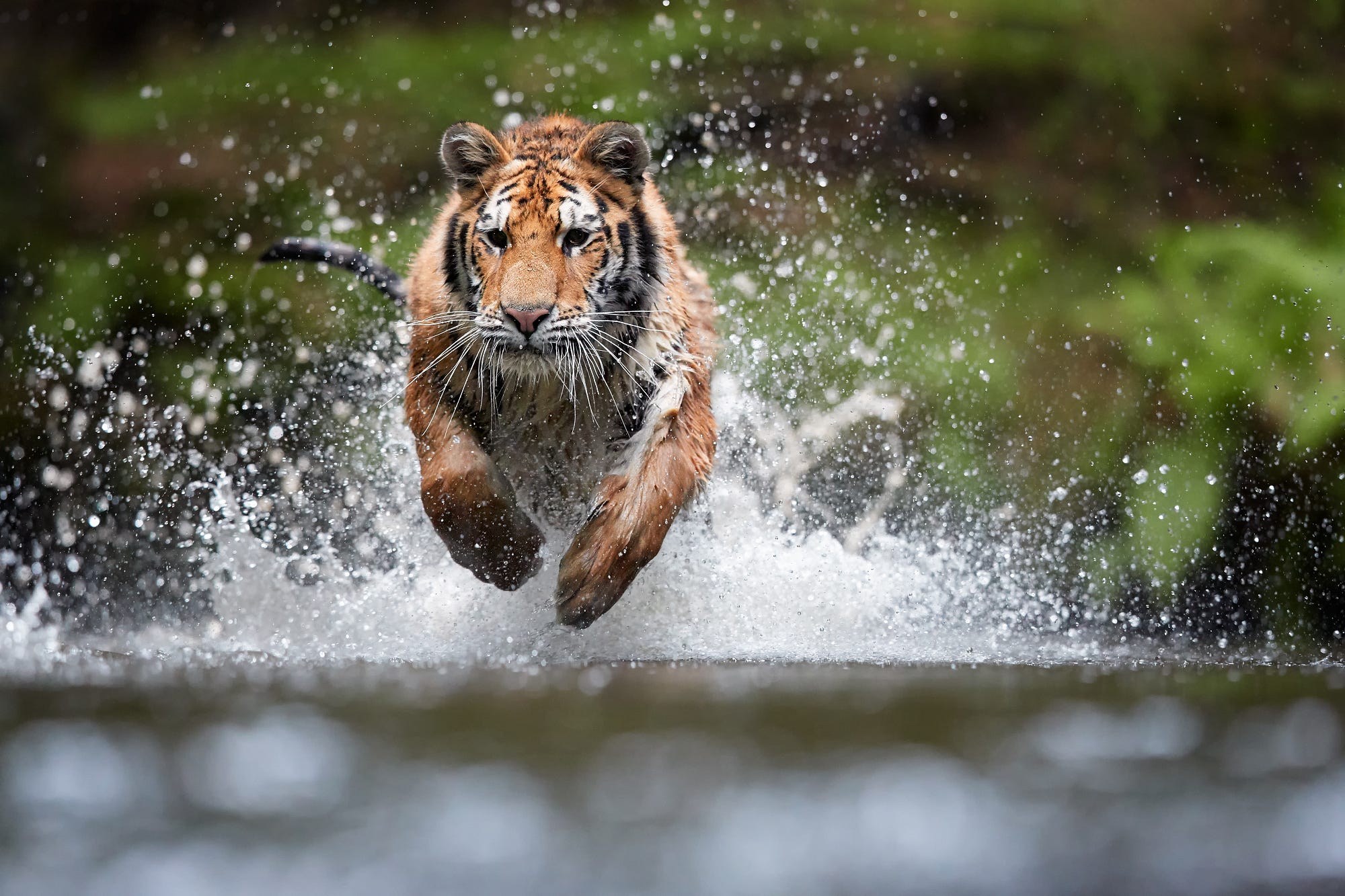Tigers Jumping On Its Prey