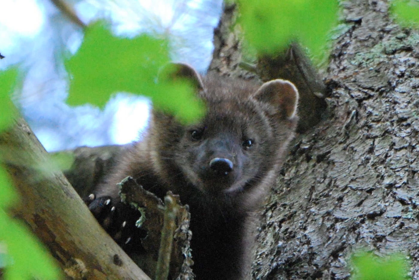 Baby Fisher Animal