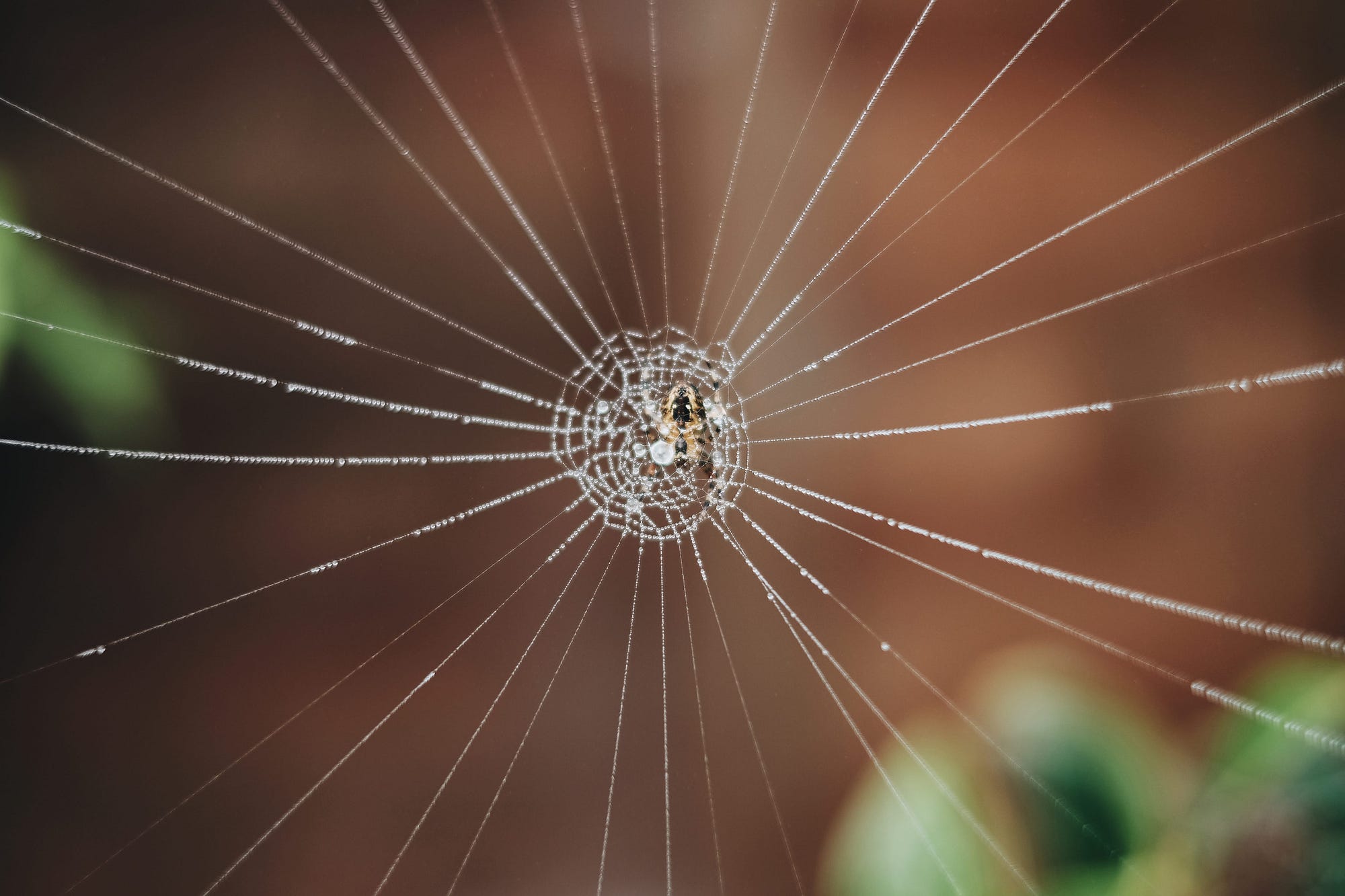 Spider Web Photos Weneedfun