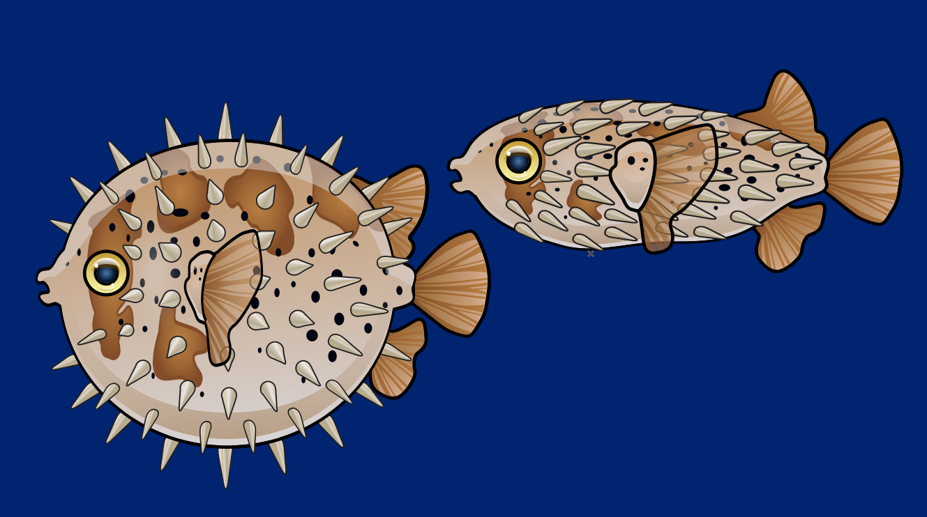 Porcupine Puffer Fish Drawings