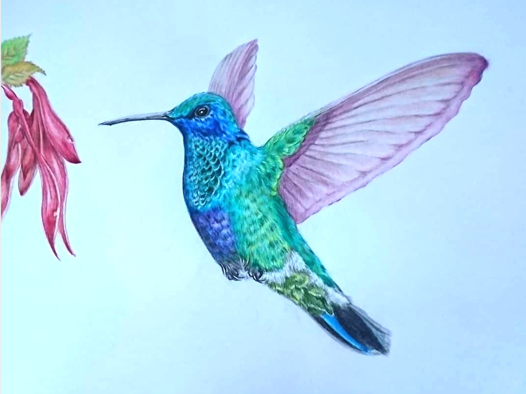 Hummingbird Drawing Colour