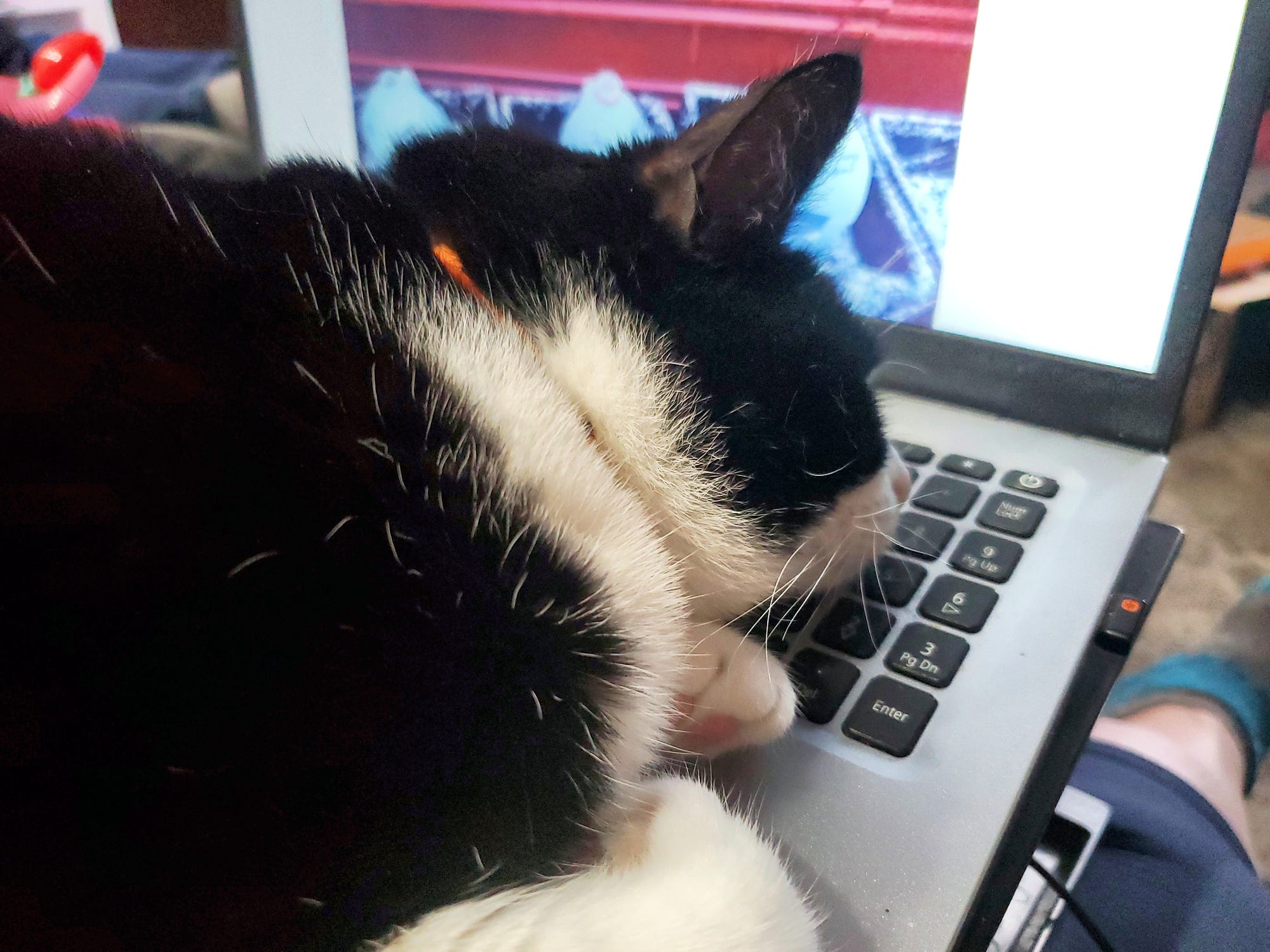Cat Sleeping On Computer Keyboard