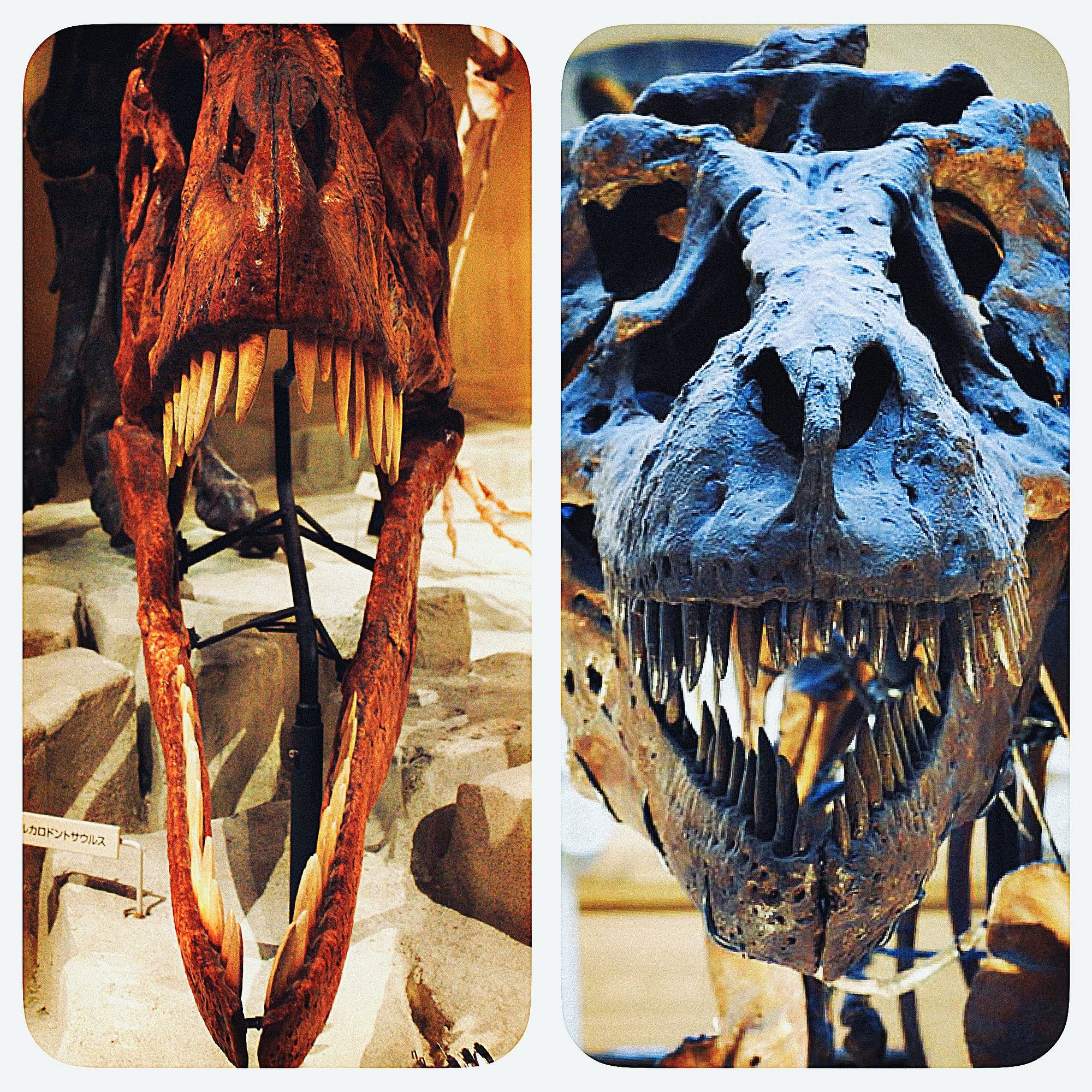 Sauroposeidon Vs T Rex Top 10 Sauropods/Titanosaurs