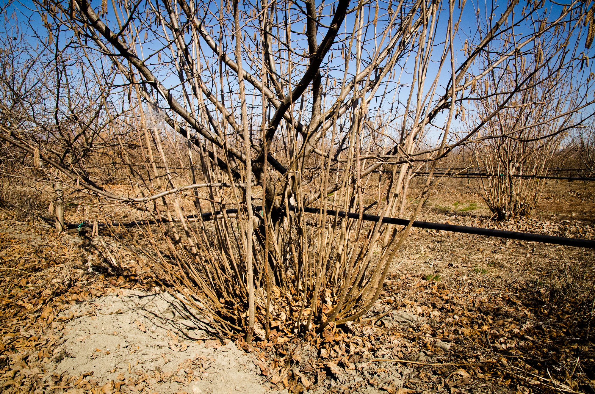 Hazelnut Trees In Turkey