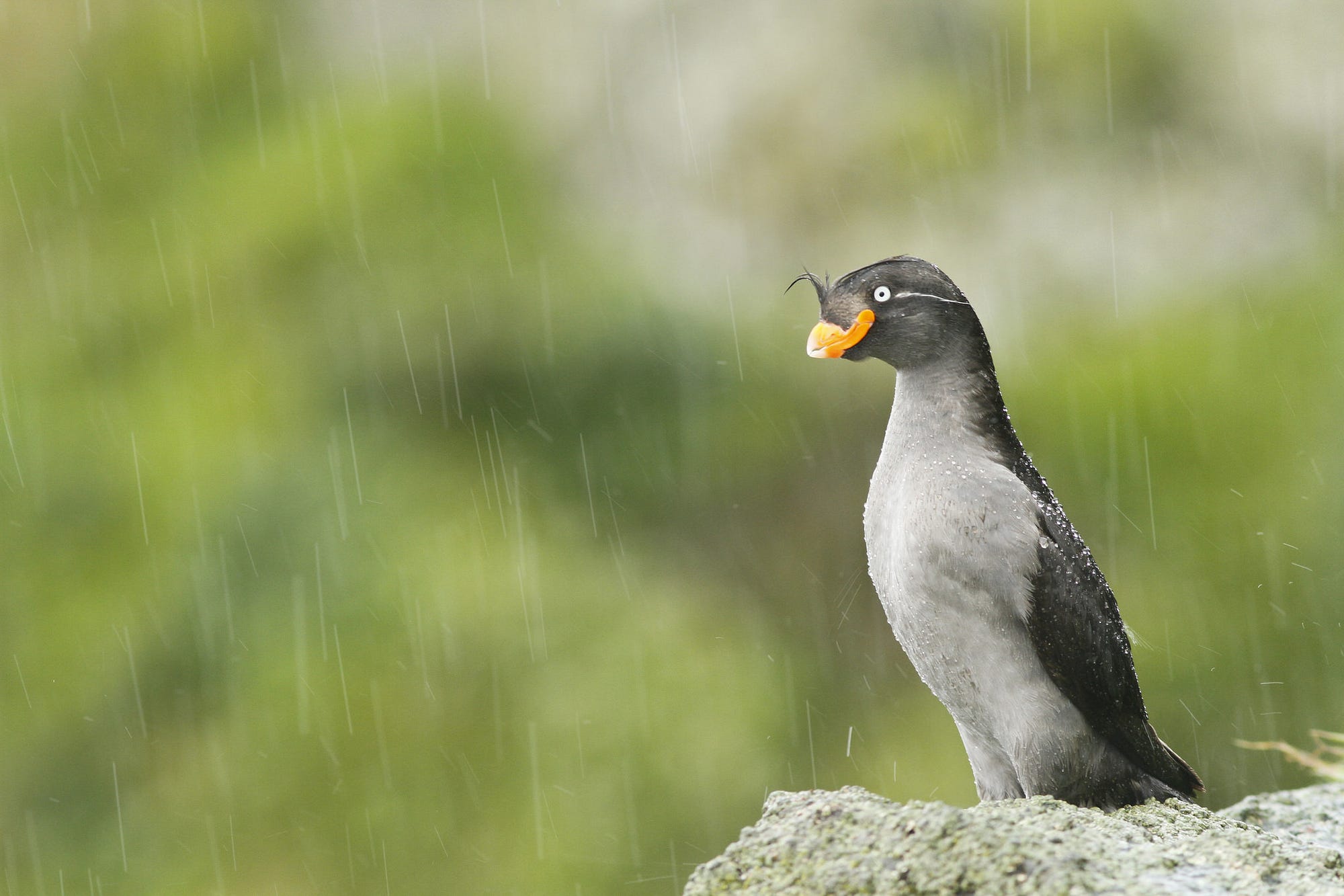 Least Auklet Bird