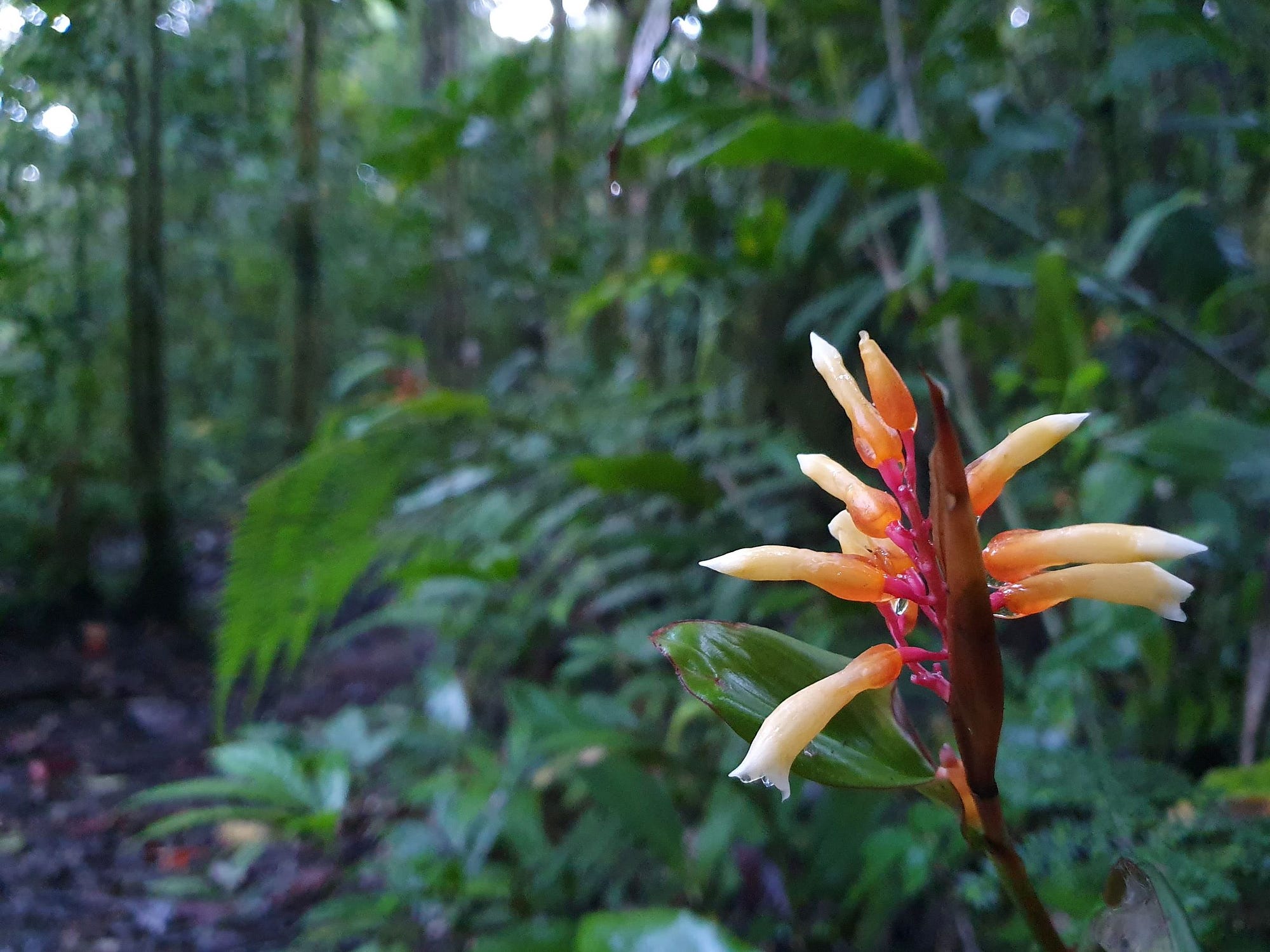 Papua New Guinea Plants THE BEST Papua New Guinea Gardens (2025)