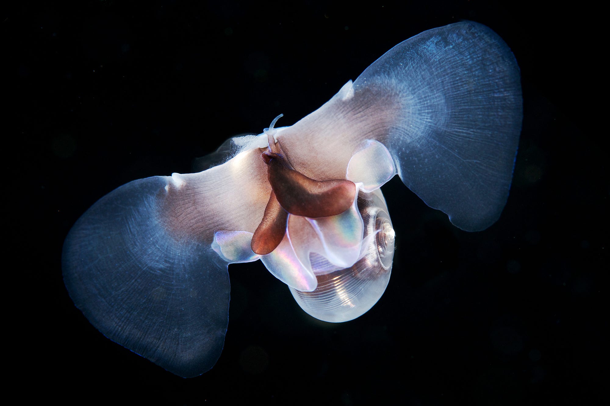 Sea Butterfly