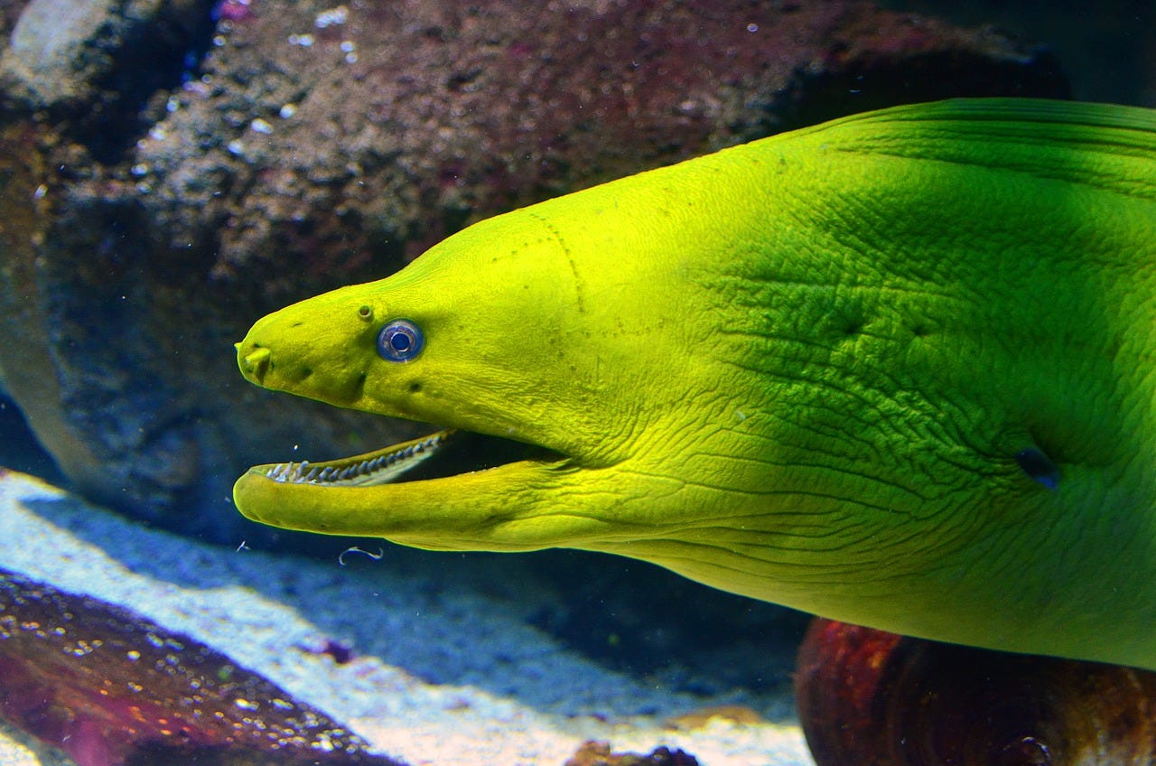 Cute Eel Learn To Love… Eels!. The First In A New Series On The…