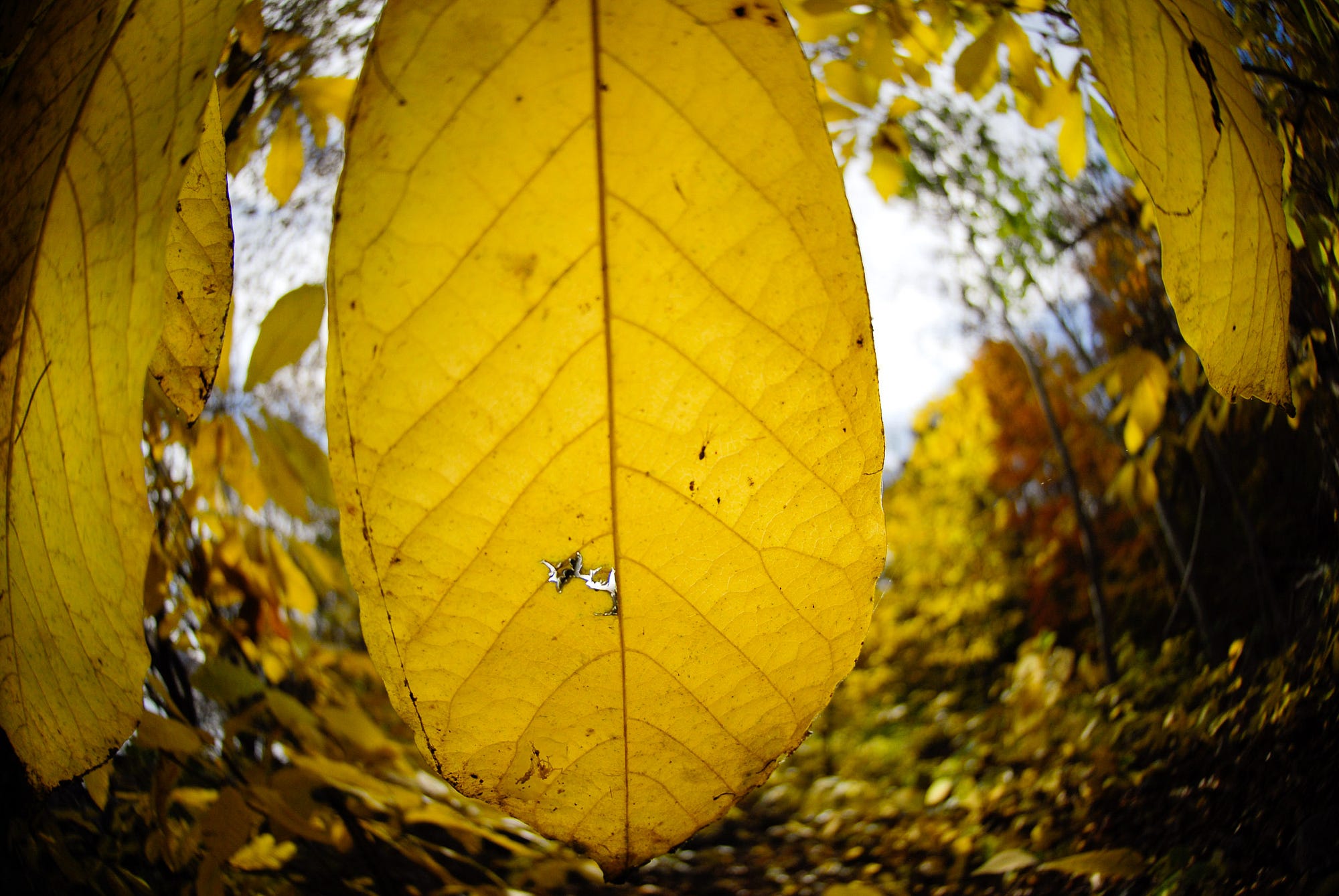 143 Things That Are Yellow In Nature Photos