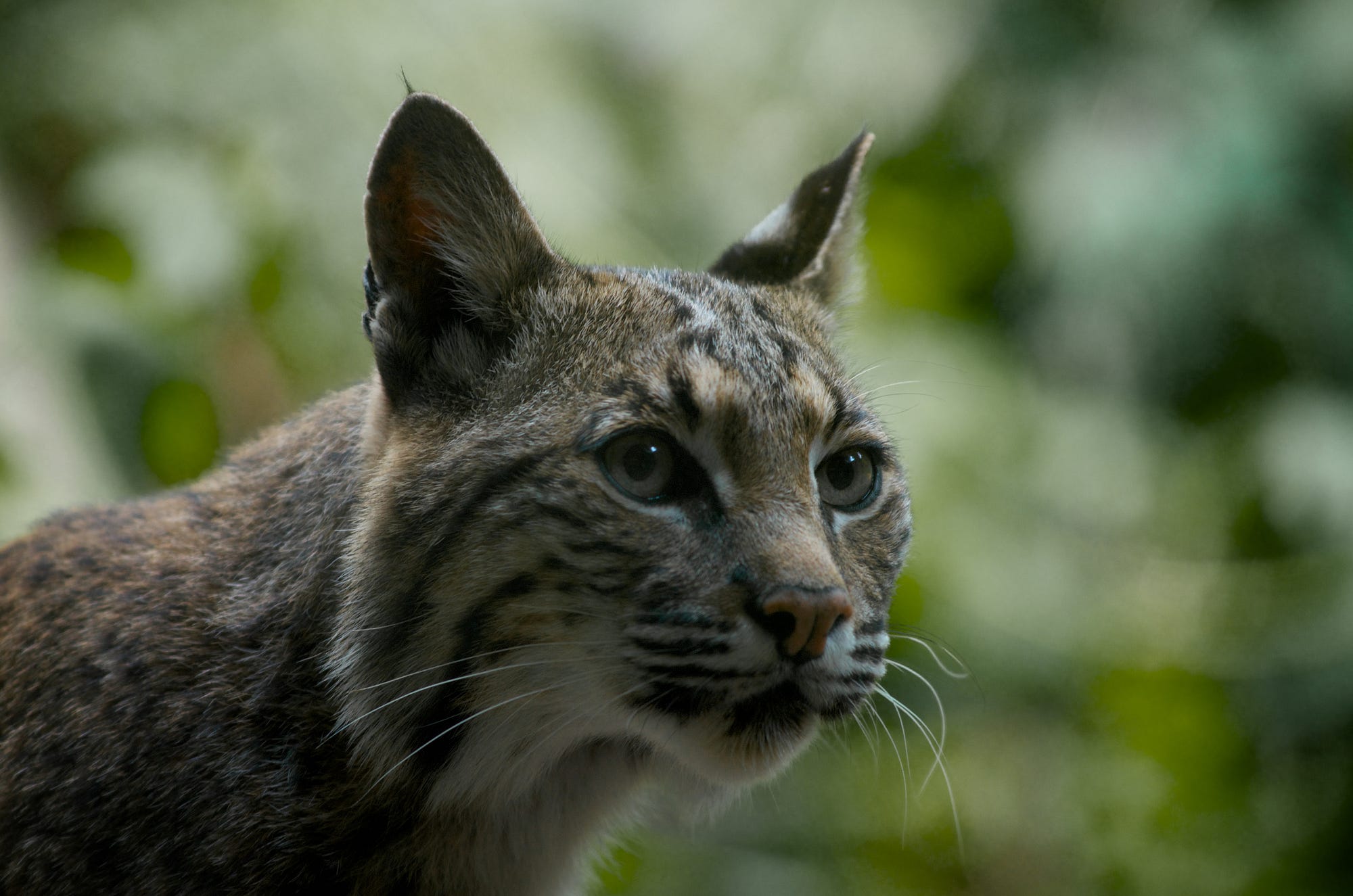 World Record Bobcat