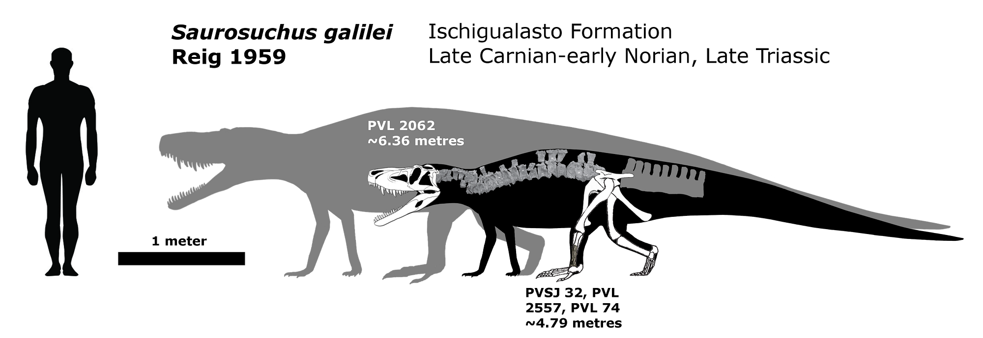 Saurosuchus