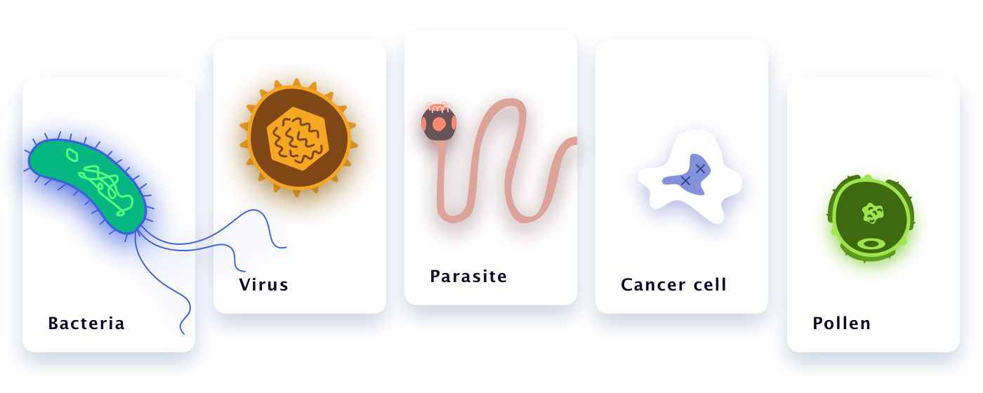 Macrophage Eating Bacteria Clipart