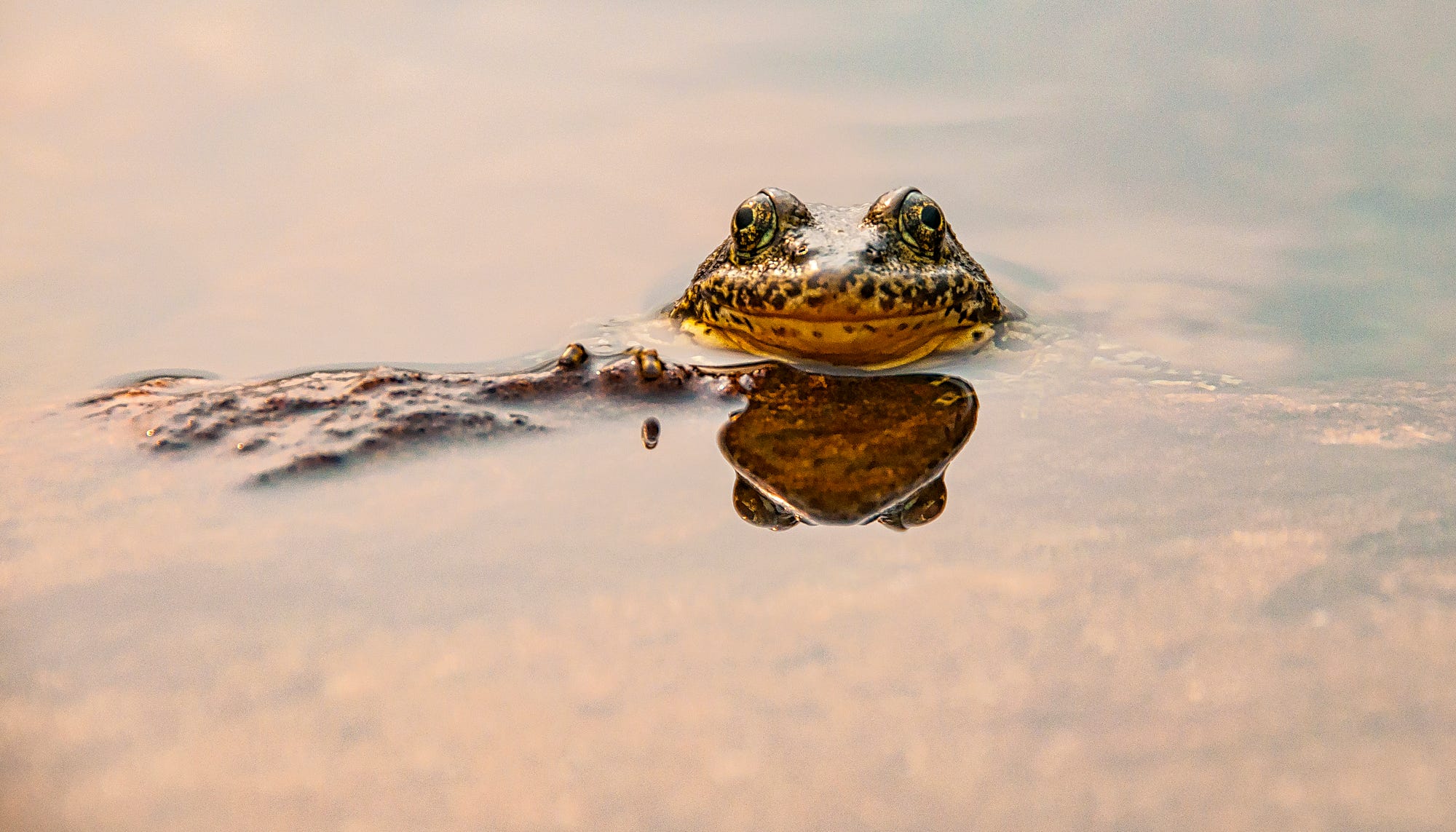 Fighting Frogs