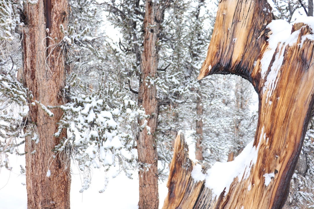 Bristlecone Pine Methuselah Tattoo