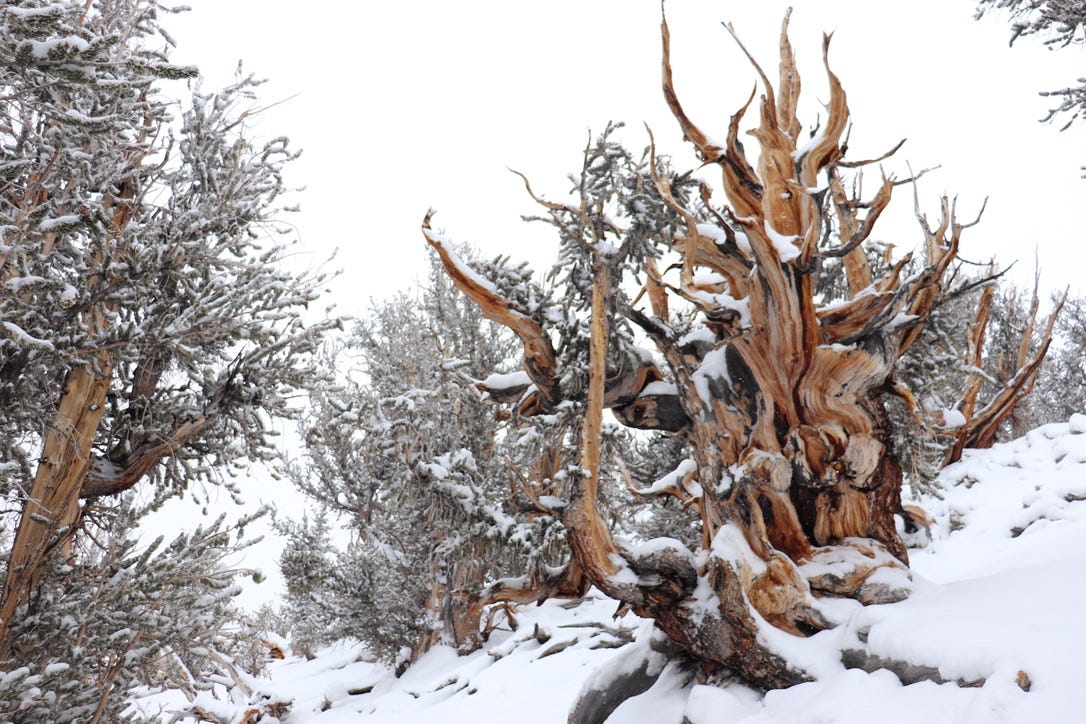 Bristlecone Pine Methuselah Tattoo