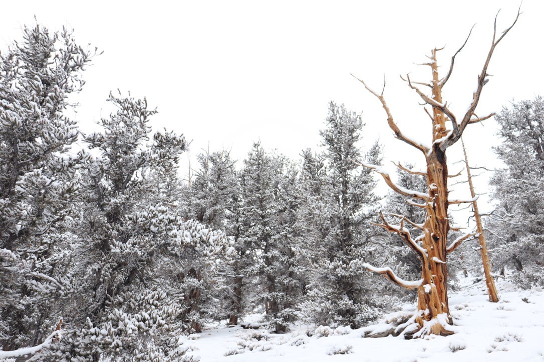Bristlecone Pine Methuselah Tattoo