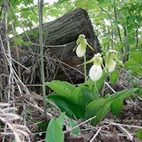 Susan D'Alessandro – Medium