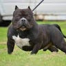 Deep South Bullies – Medium