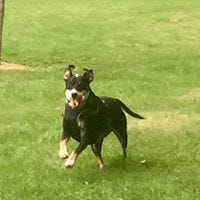 Donna Bussell – Medium