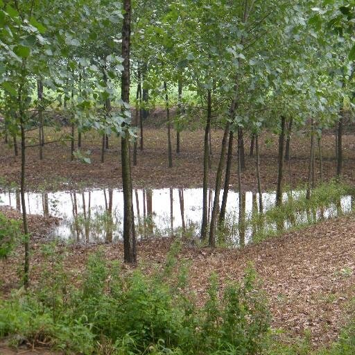 Xavier Yang – Medium