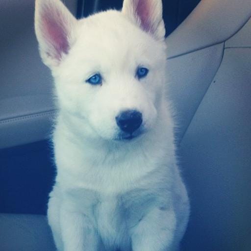 Jonathon King – Medium