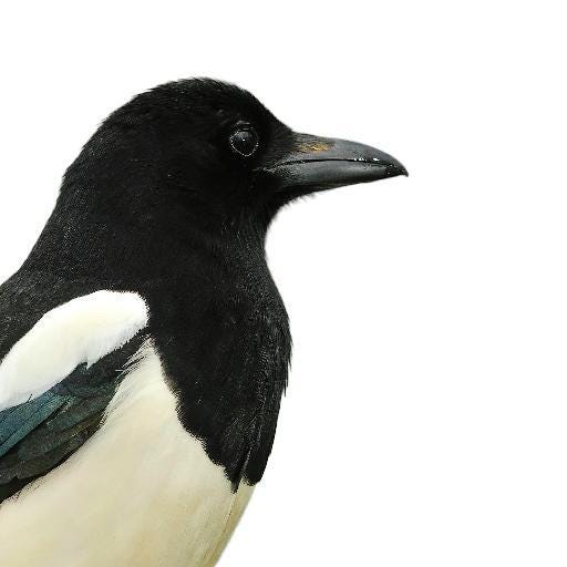 Editor @ magpie – Medium