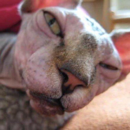 Thomas Jaensch – Medium