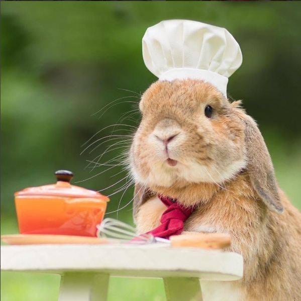 Cooking Rabbit – Medium