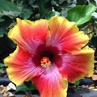 Summer Flower – Medium
