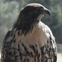 Patrick Nance – Medium