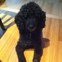 Amanda Wozny Ryan – Medium