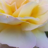 Kimberly Knutsen – Medium