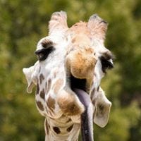 Gareth Leniston-Lee – Medium