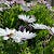 Ana Flowers – Medium