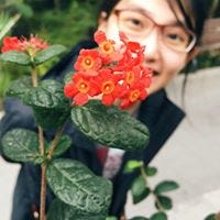 Hui Ting – Medium