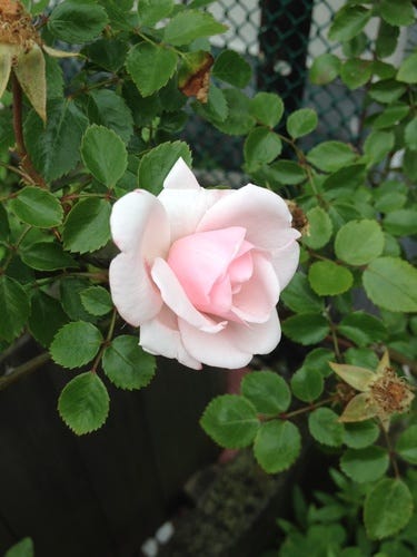 Claire Silberman – Medium