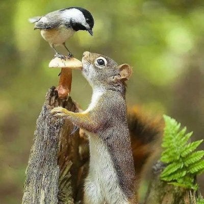 Crazy Critters – Medium