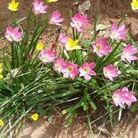 Shirisha Siri – Medium