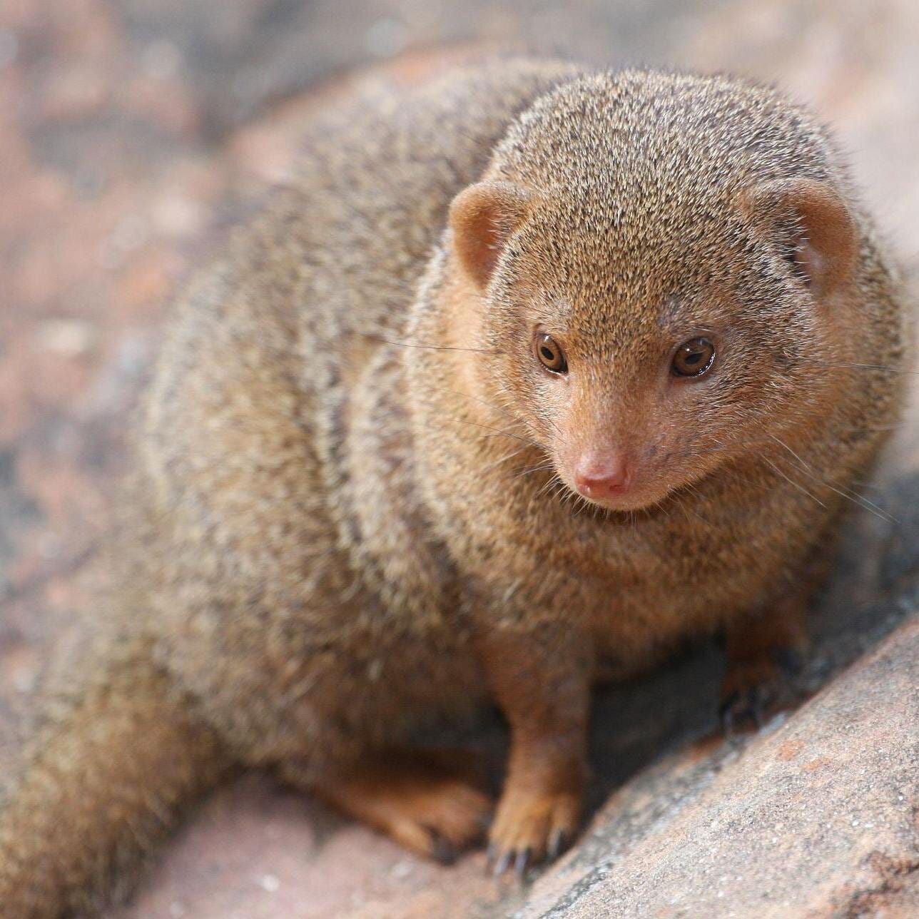 Corpulent Mongoose – Medium
