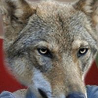 Angelo Bongiovanni – Medium