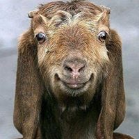 David Braunstein – Medium