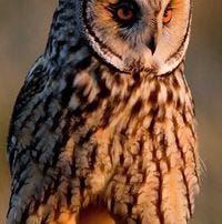 Agus D'magus – Medium