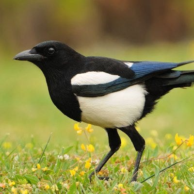 Magpie_cash – Medium