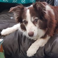 Stephanie McColl – Medium