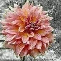 Debbie Lee – Medium