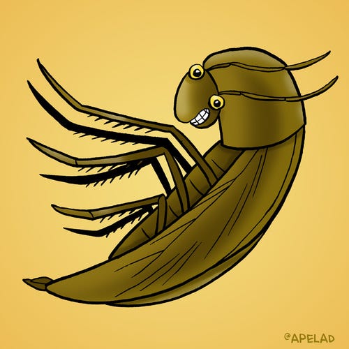 Roach Medium
